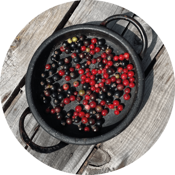 Chausson aux pommes, fruits rouges et rhubarbe au barbecue – SOLER