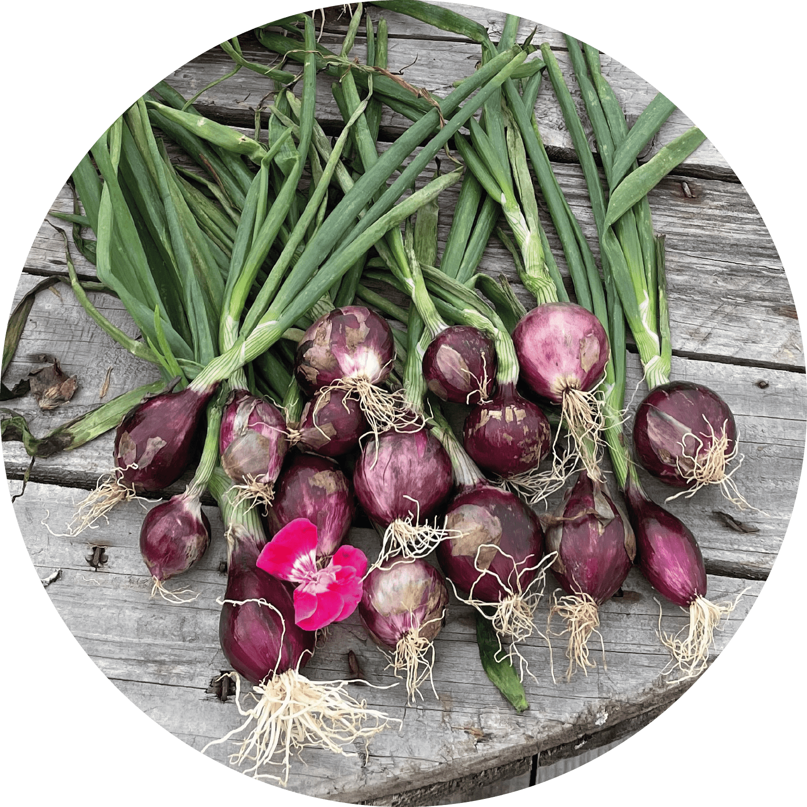 Saumon et légumes roses au barbecue – SOLER